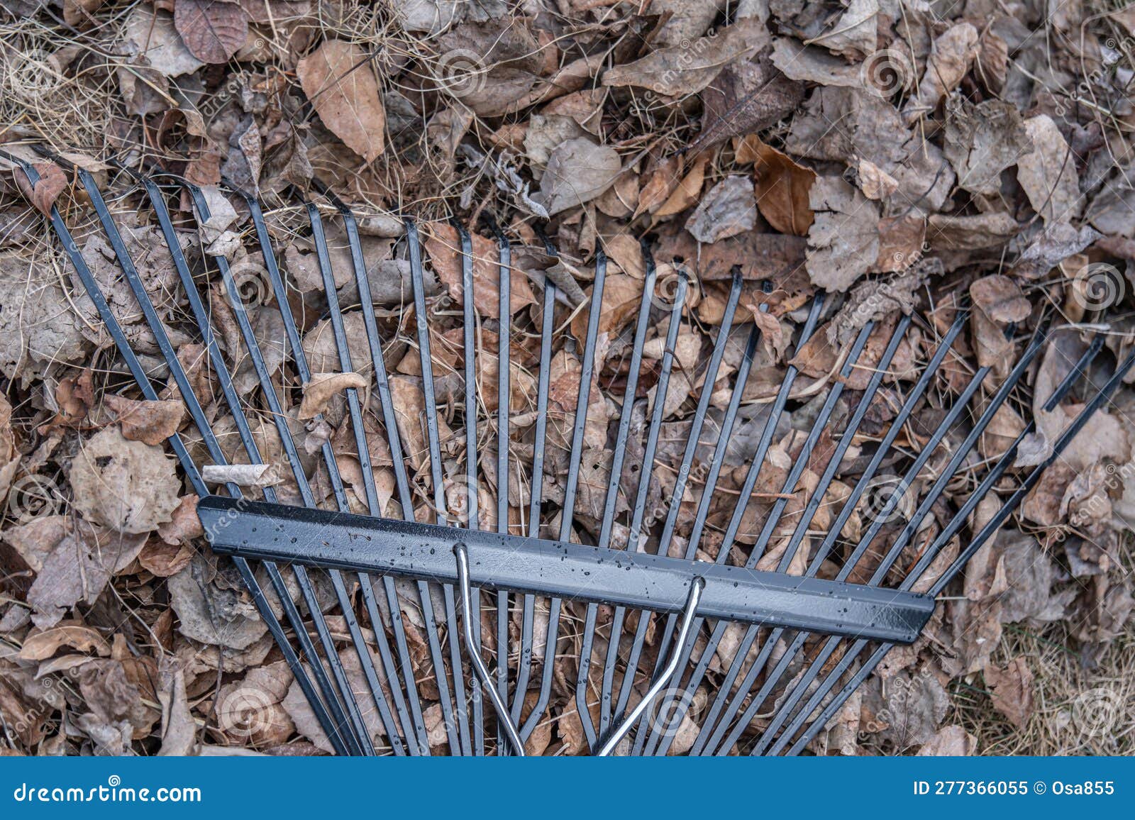 Pile of Dead Leaves on a Lawn Cleared after Winter Stock Image - Image ...