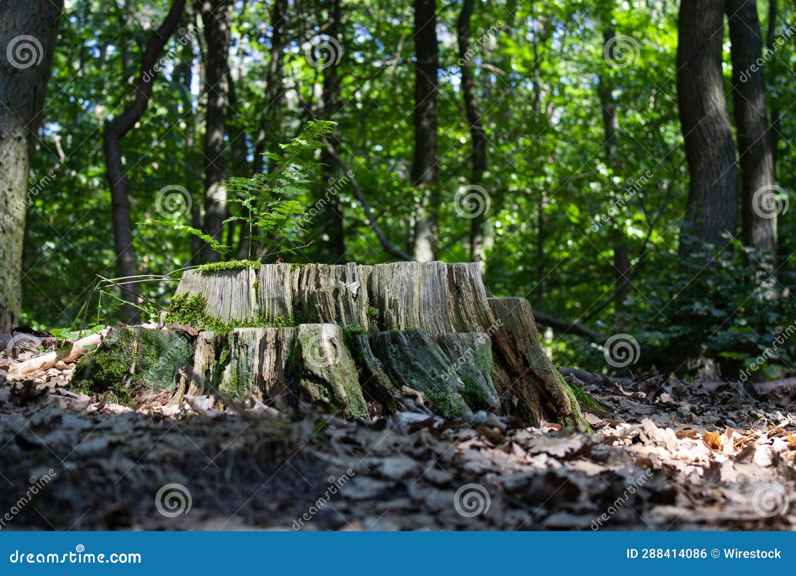 A Pile of Rotten Stump Laying in the Woods with Trees Stock Photo ...