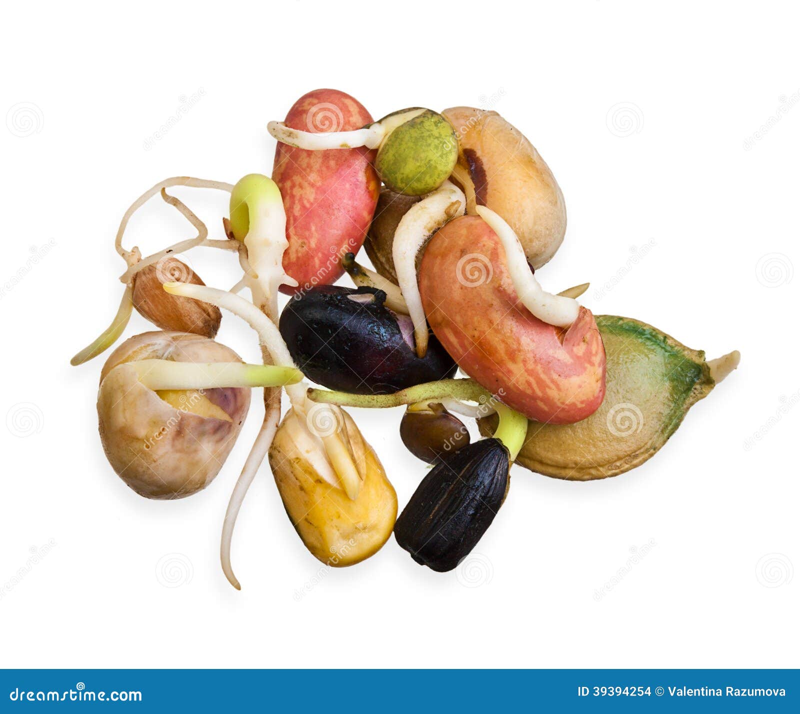 Pile of Different Seeds Growing Stock Photo - Image of life ...