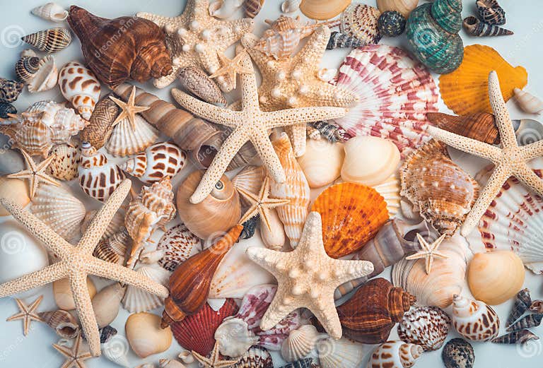 A Pile of Different Shells and Starfish Mixed on a Light Background ...