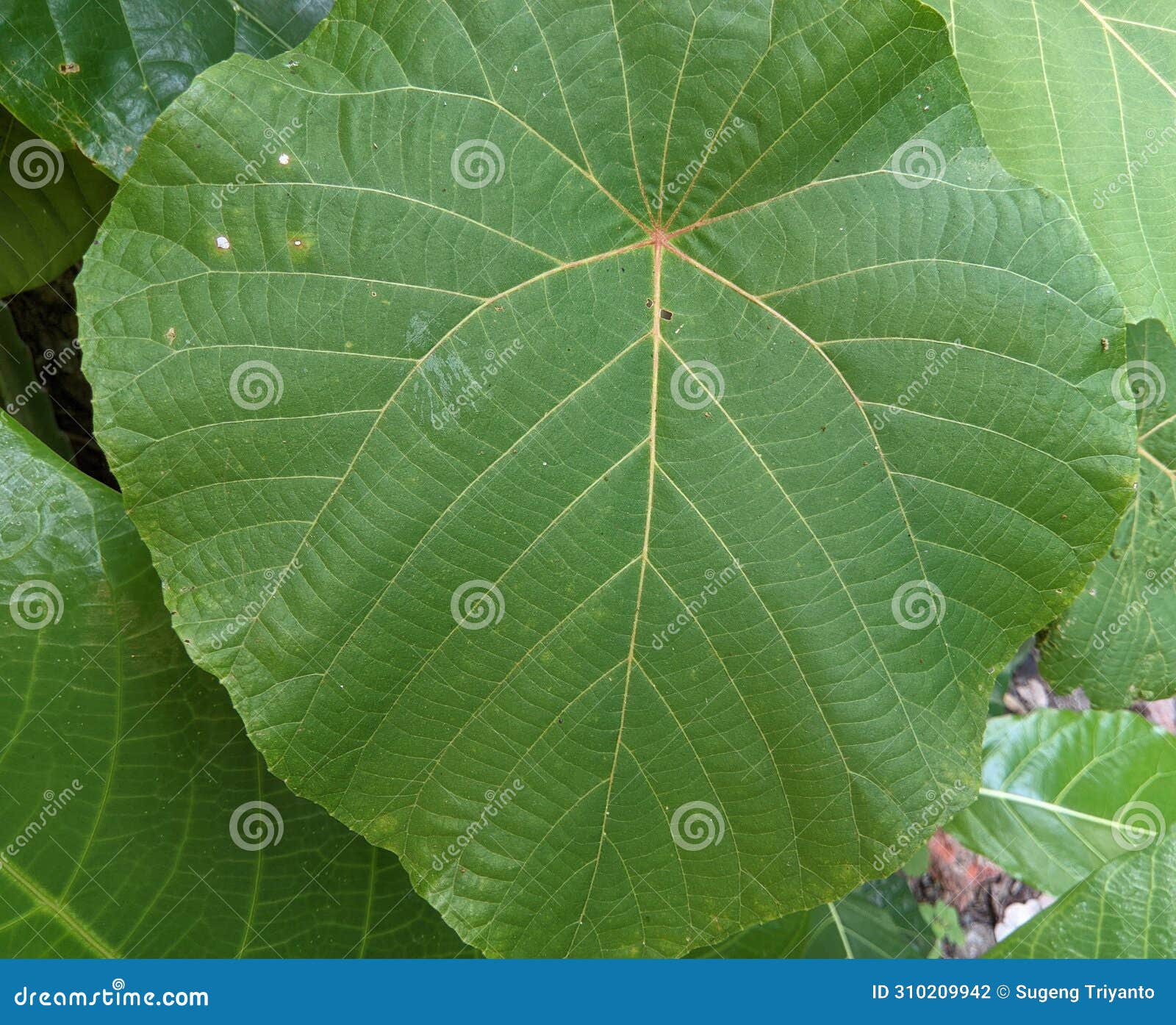 A Pile of Different Types of Leaves in One Frame. the Color is Green ...