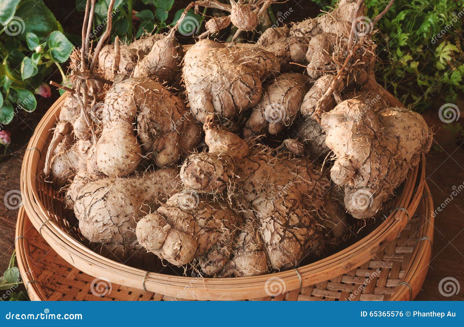 A Pile of Dioscoreaceae (Lesser Yam) Herb Stock Photo - Image of food ...