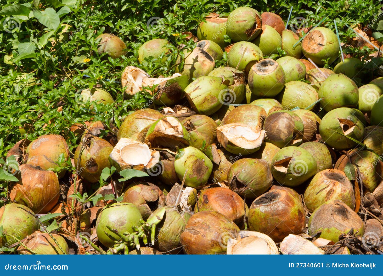 Pile of Discarded Coconut Husks Stock Image - Image of garbage, discard ...