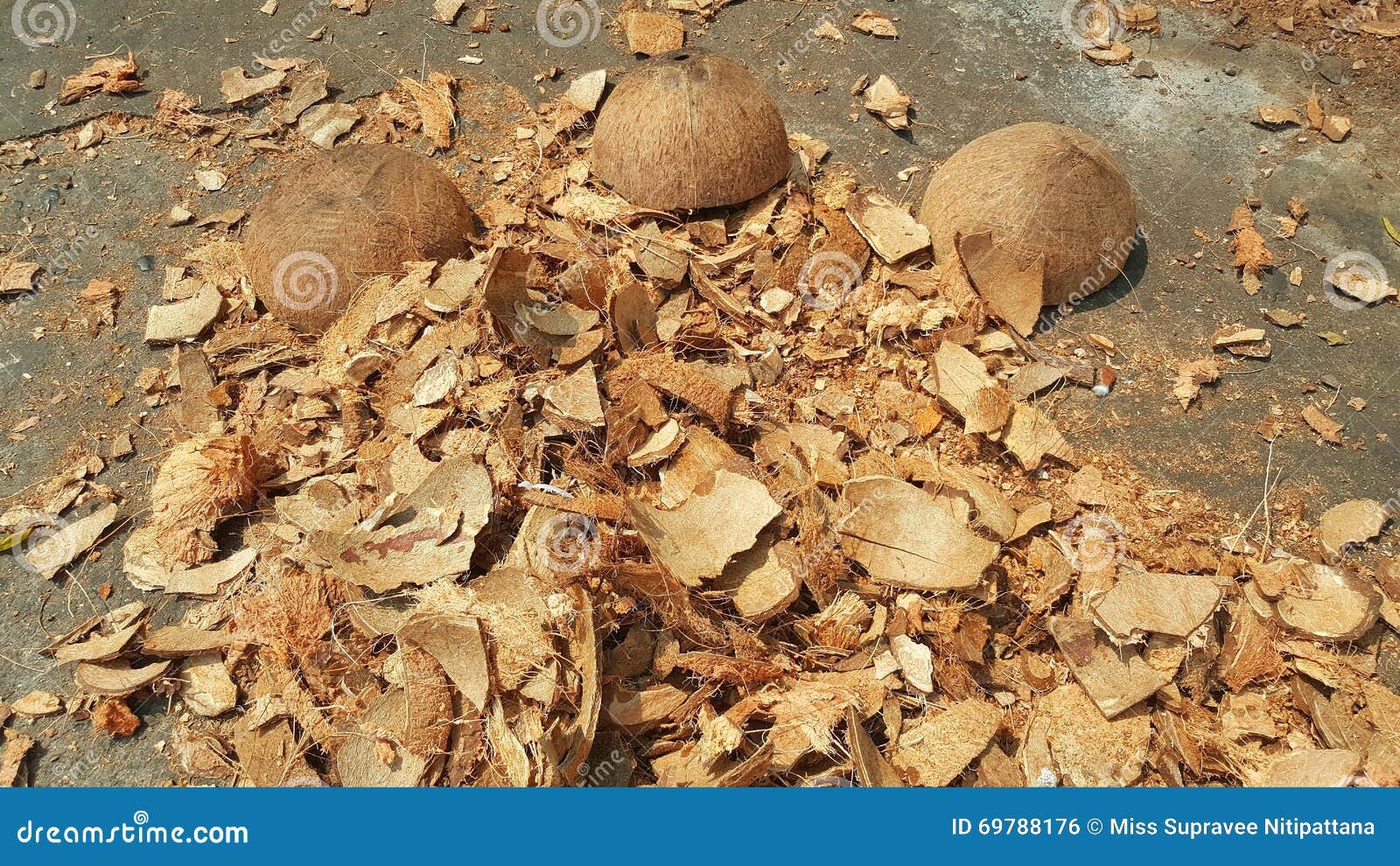 Pile of Discarded Coconut Husks Stock Photo - Image of nature, dried ...