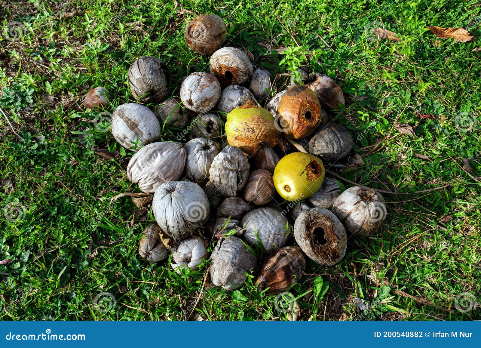 Hole Of Dried Lotus Seed For Medical Image Test Trypophobia Phobia ...