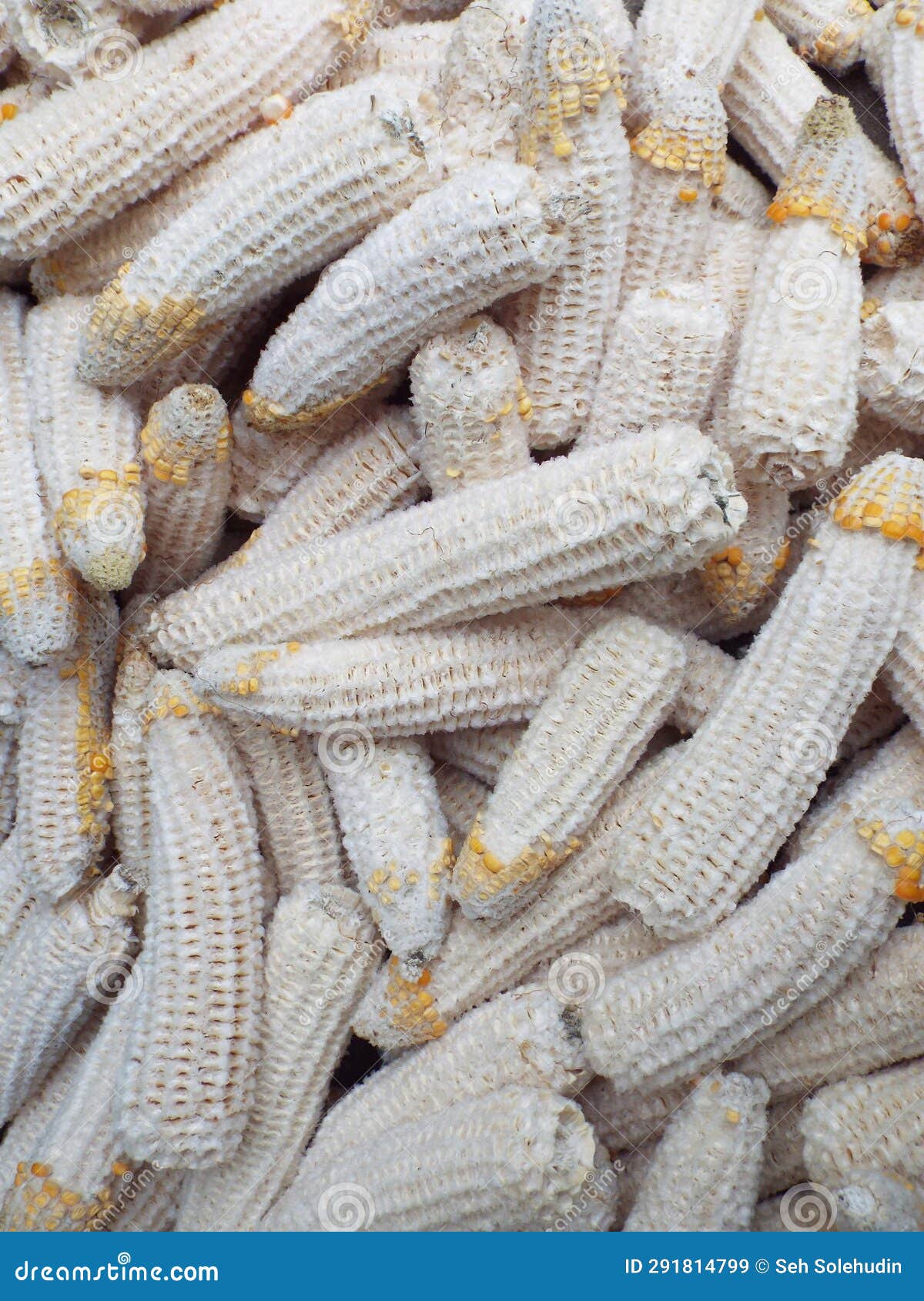 Pile of dried corn cobs stock image. Image of invertebrate - 291814799