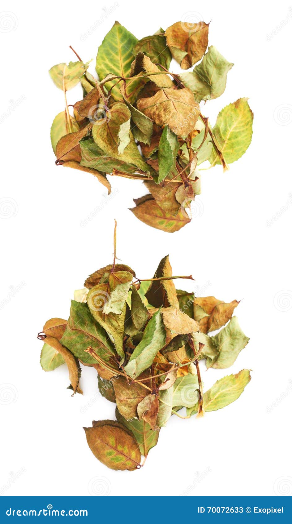 Pile of Dried Rose Leaves As an Abstract Composition Over White ...