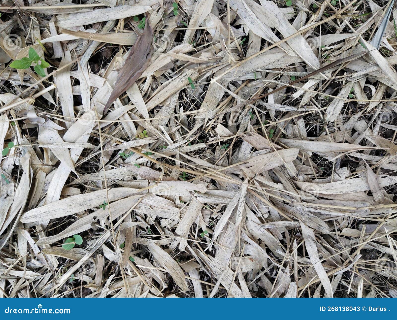 Pile of Dry Bamboo Leaves on the Ground Stock Image - Image of leaves ...