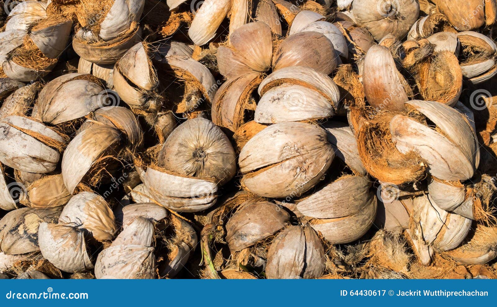 Pile of Dry Coconut Coir Husk in Sunny Day Stock Image - Image of ...