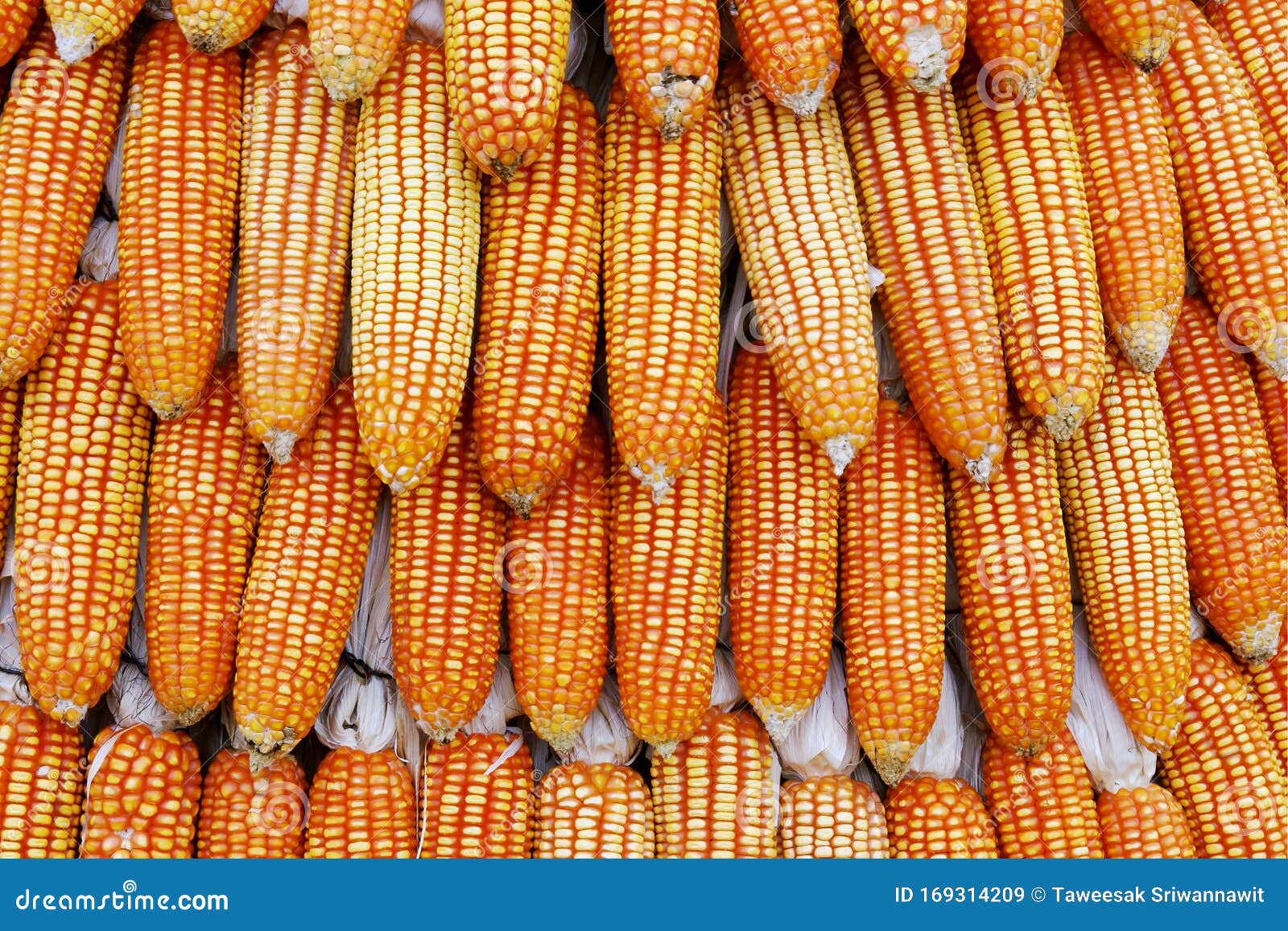 Pile of Dry Corn on the Cob Natural Pattern Background Stock Image ...