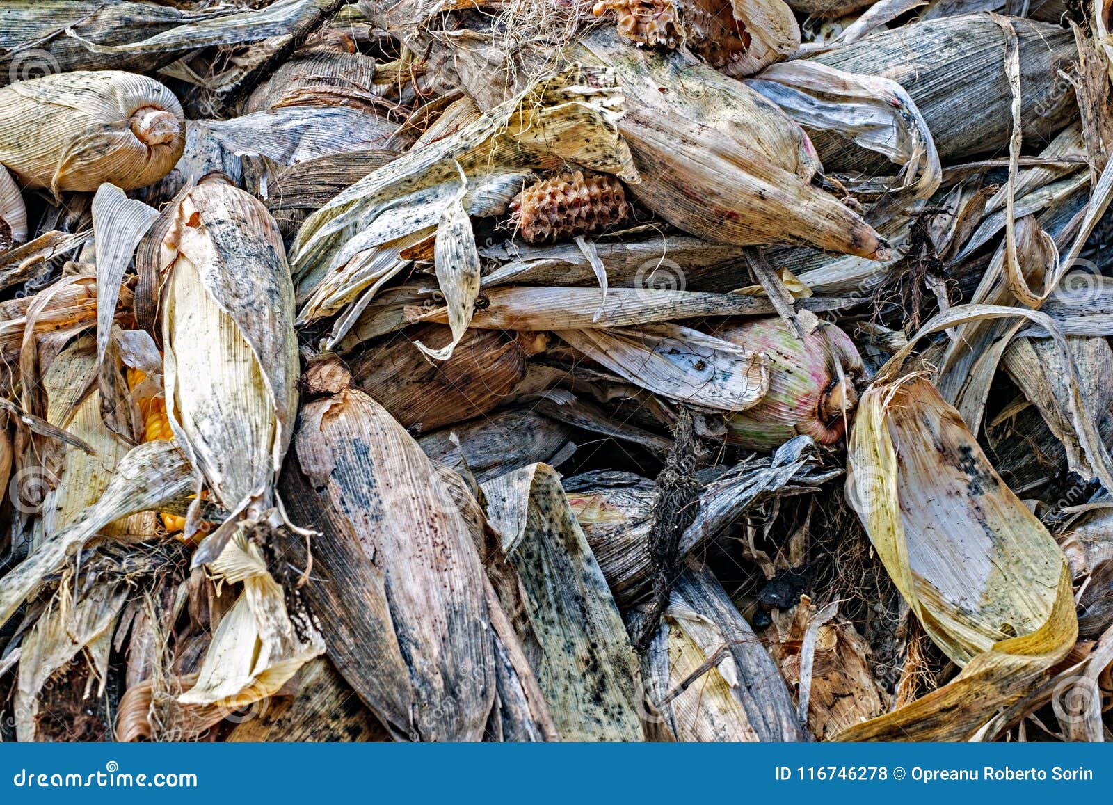 Pile of dry corn cobs. stock photo. Image of close, autumn - 116746278