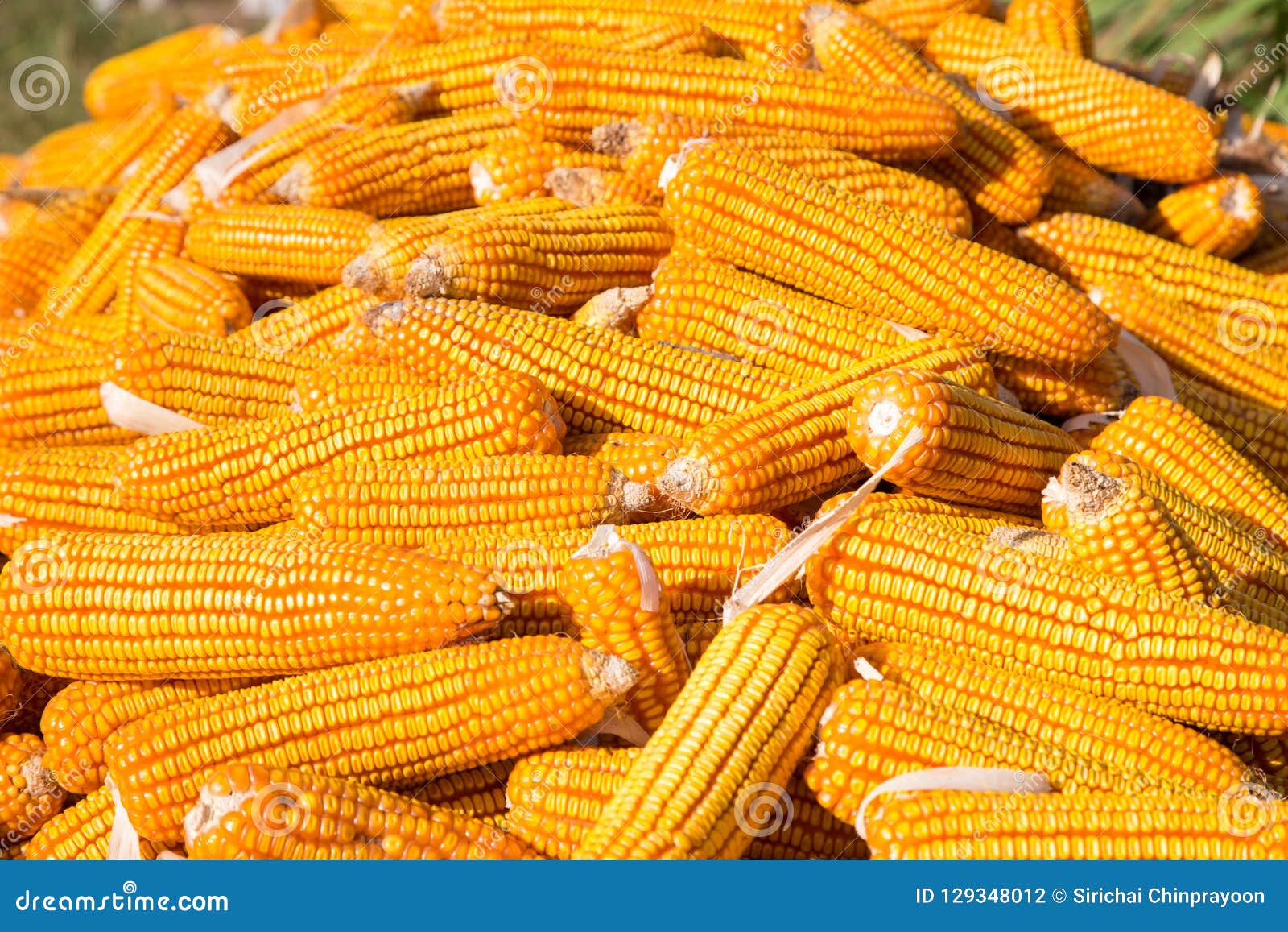 Pile of dry corn stock photo. Image of farm, closeup - 129348012
