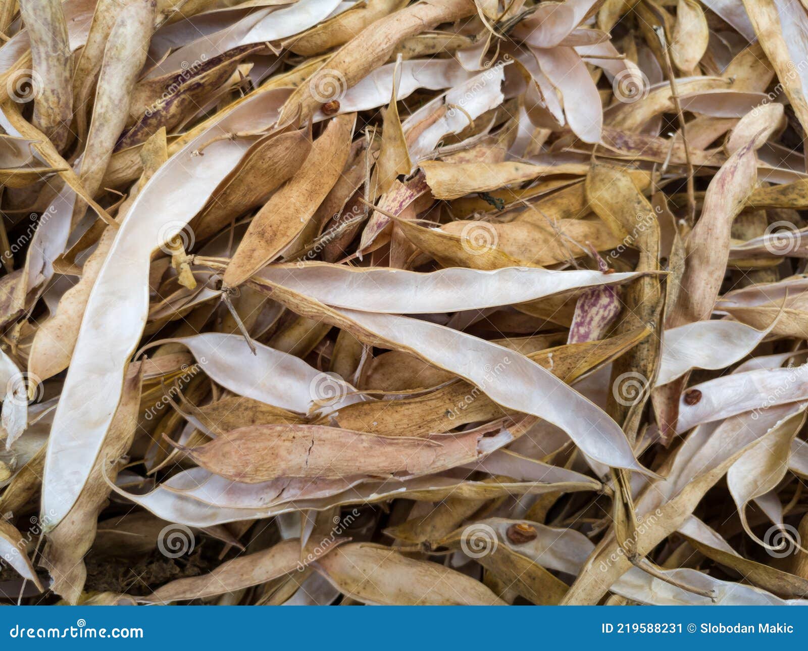 Pile of Dry Empty Open Bean Pods, Legume Yield Stock Image - Image of ...