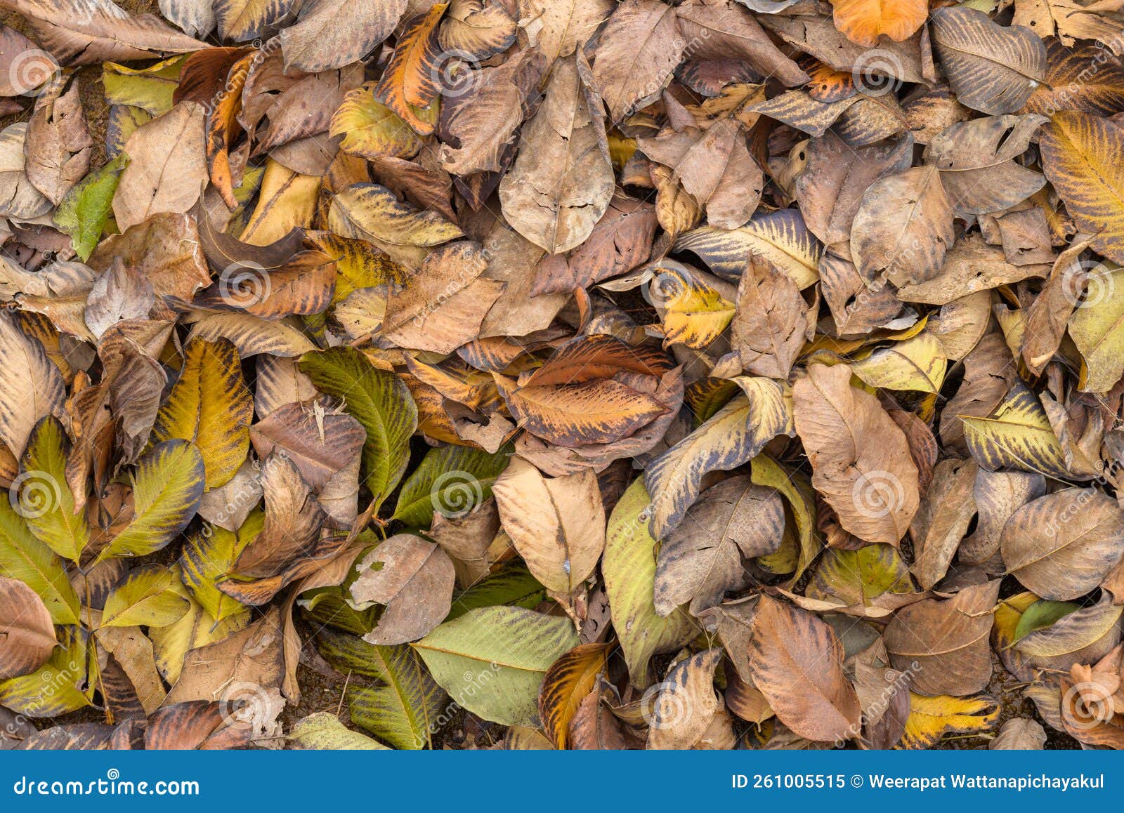 Pile of Dry Fallen Leaves in the Forest Stock Image - Image of texture ...
