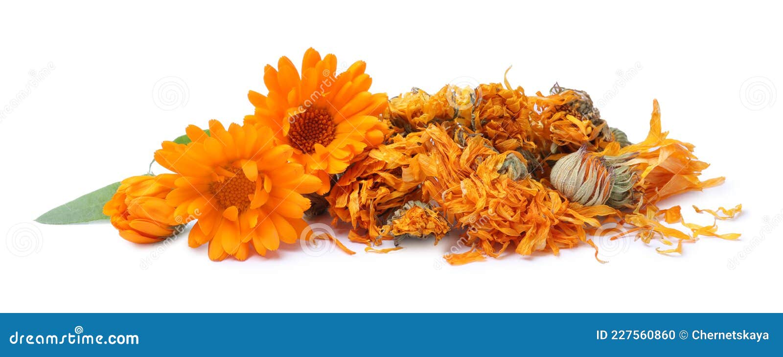 Pile of Dry and Fresh Calendula Flowers on White Background Stock Photo ...