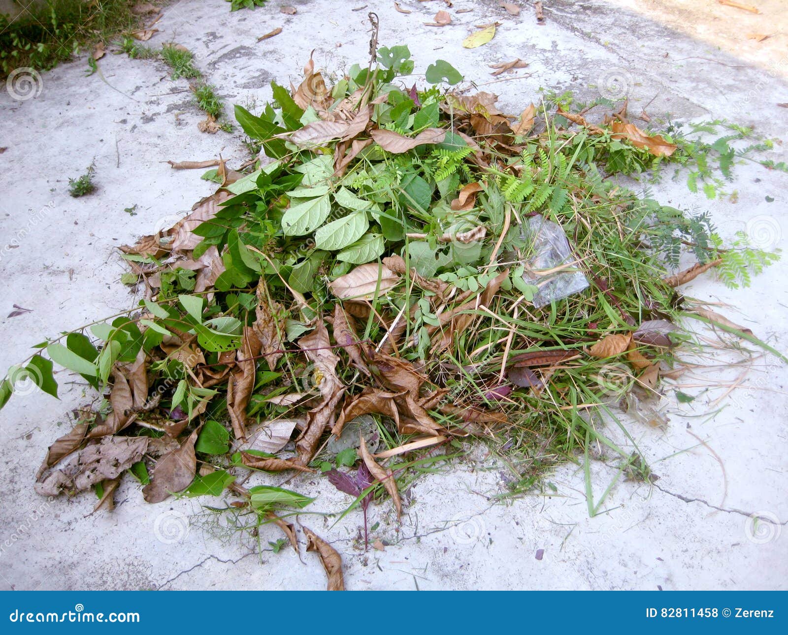 Pile of Dry and Fresh Leaves. Stock Photo - Image of botany, heap: 82811458