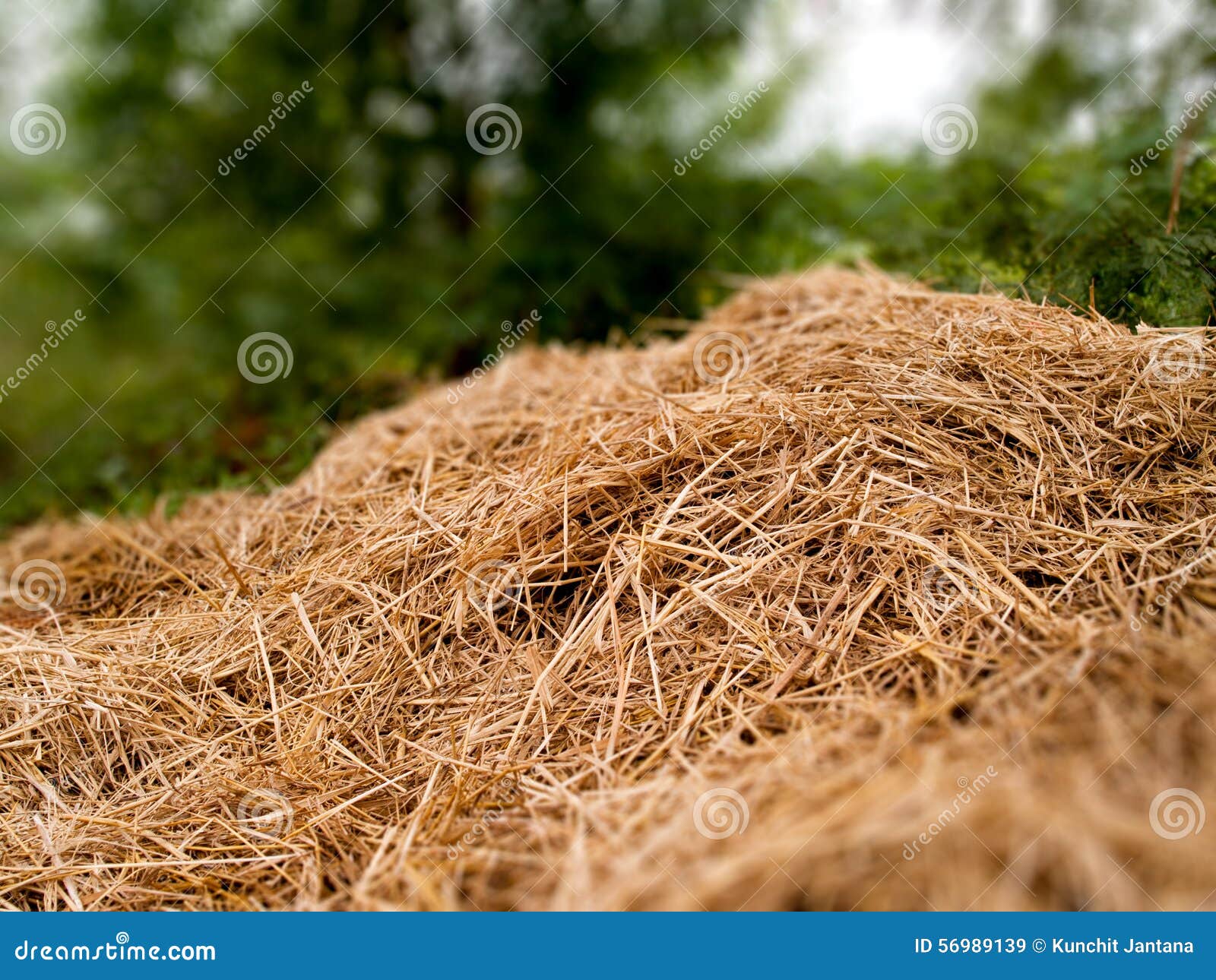 A Pile Of Dry Grass Royalty-Free Stock Photography | CartoonDealer.com ...