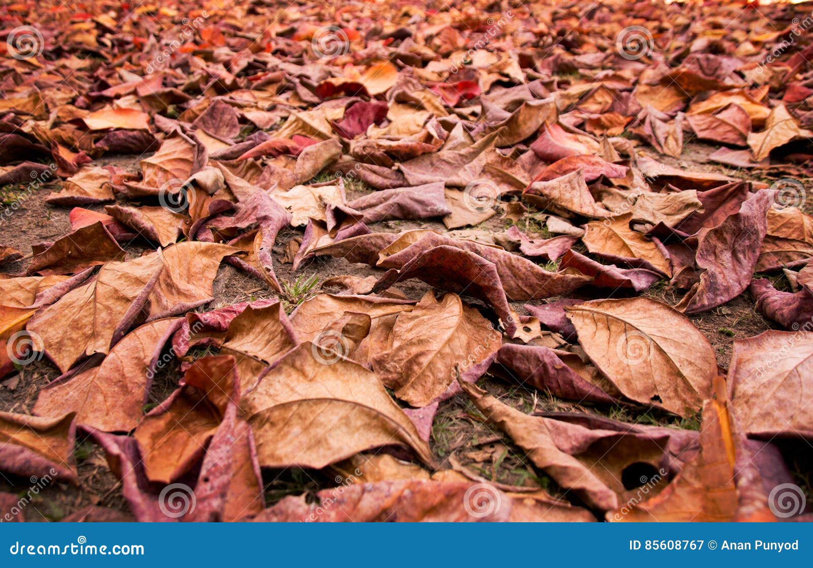 Pile of Dry Leaf on Floor in Autumn Stock Image - Image of nature, pile ...