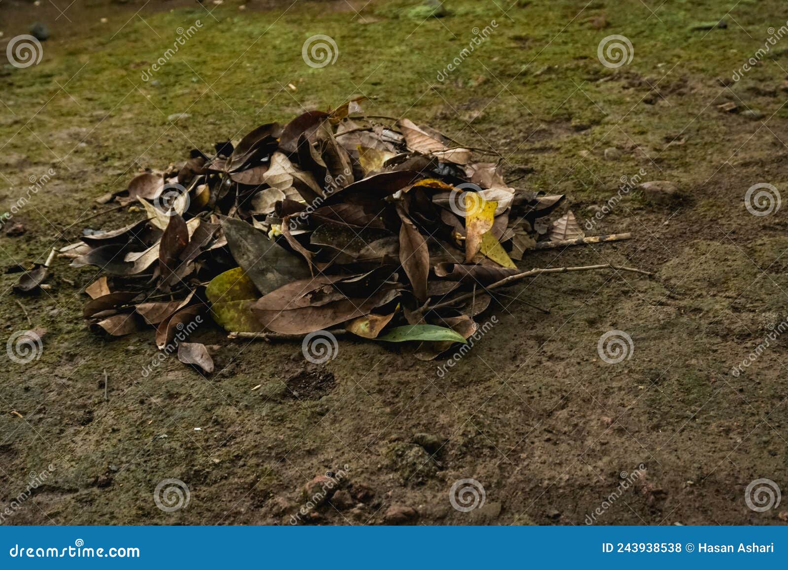 Pile of Dry Leaf Litter on the Ground Stock Photo - Image of troop ...