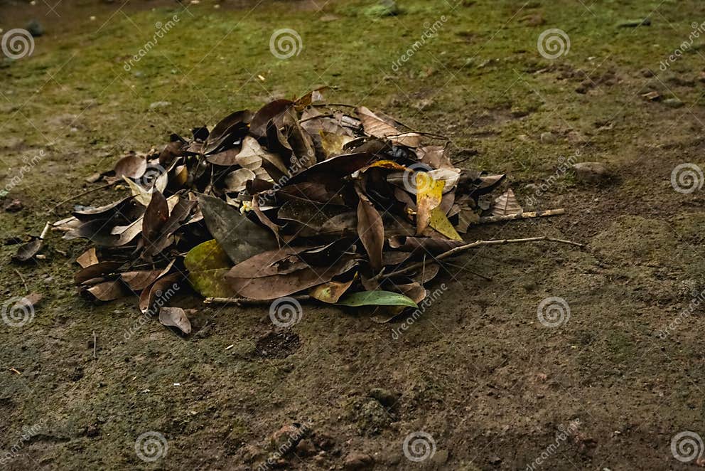 Pile of Dry Leaf Litter on the Ground Stock Photo - Image of troop ...