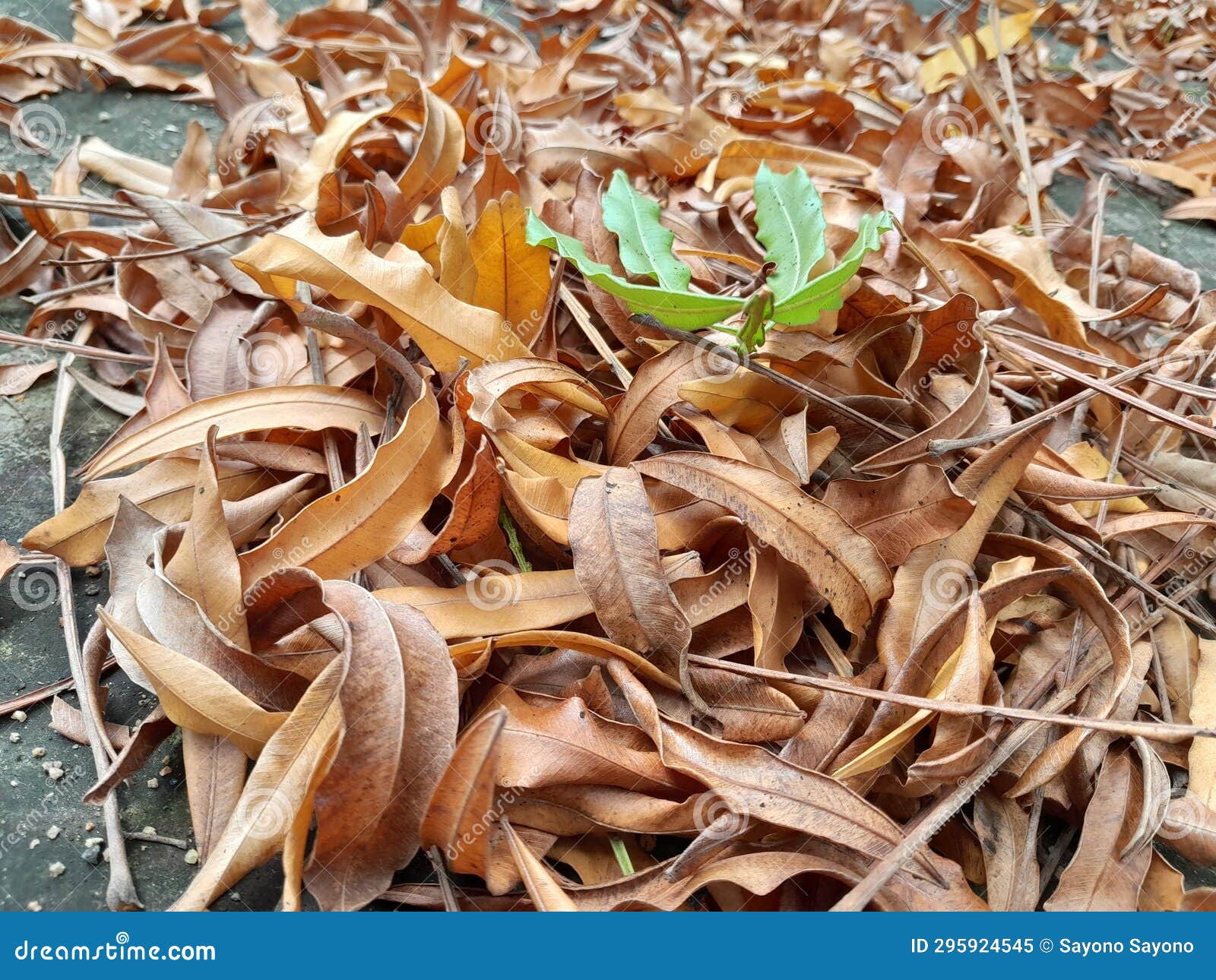 A Pile of Dry Leaf Waste that Will Be Turned into Compost. Stock Image ...
