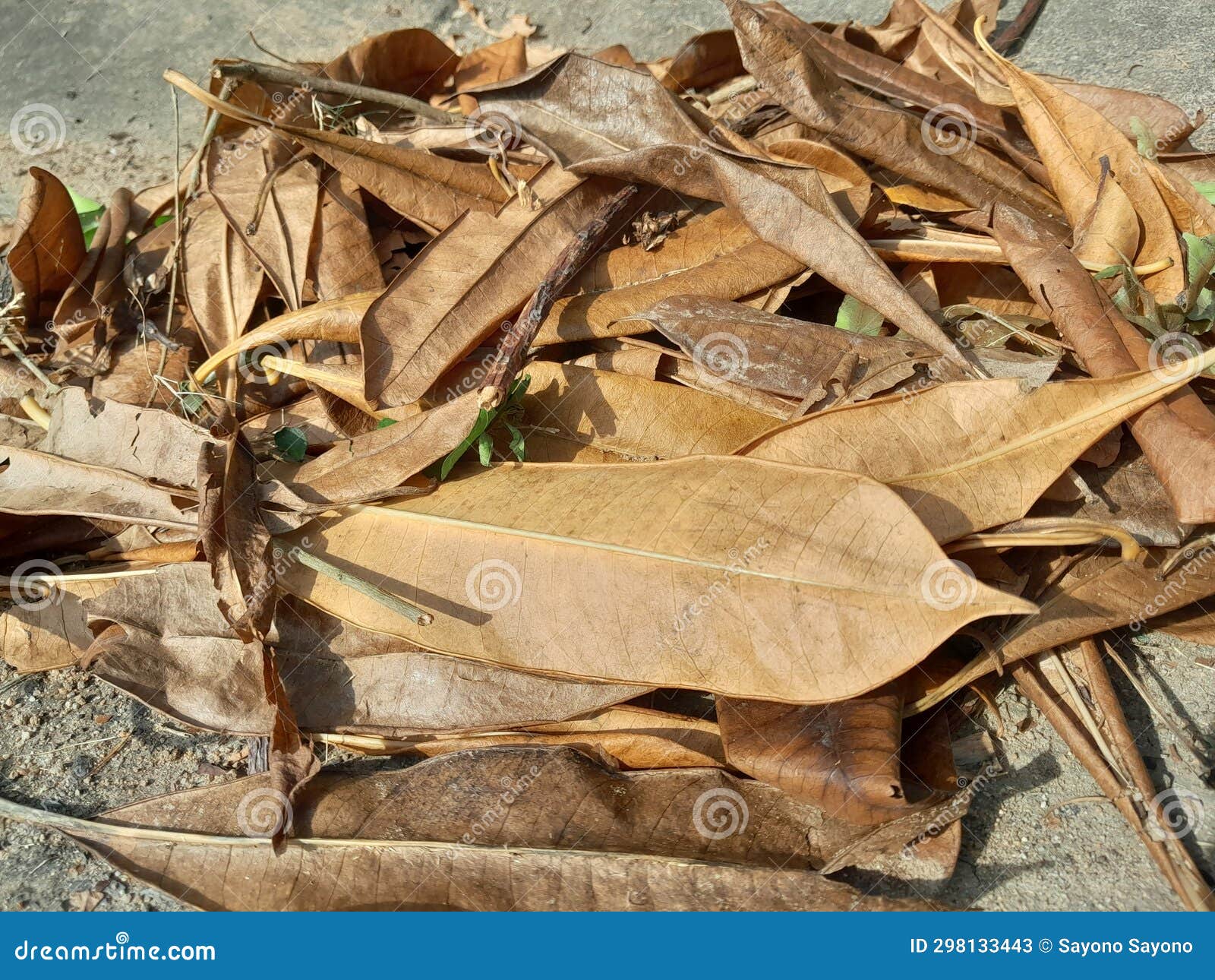 A Pile of Dry Leaf Waste that Will Be Turned into Compost. Stock Image ...