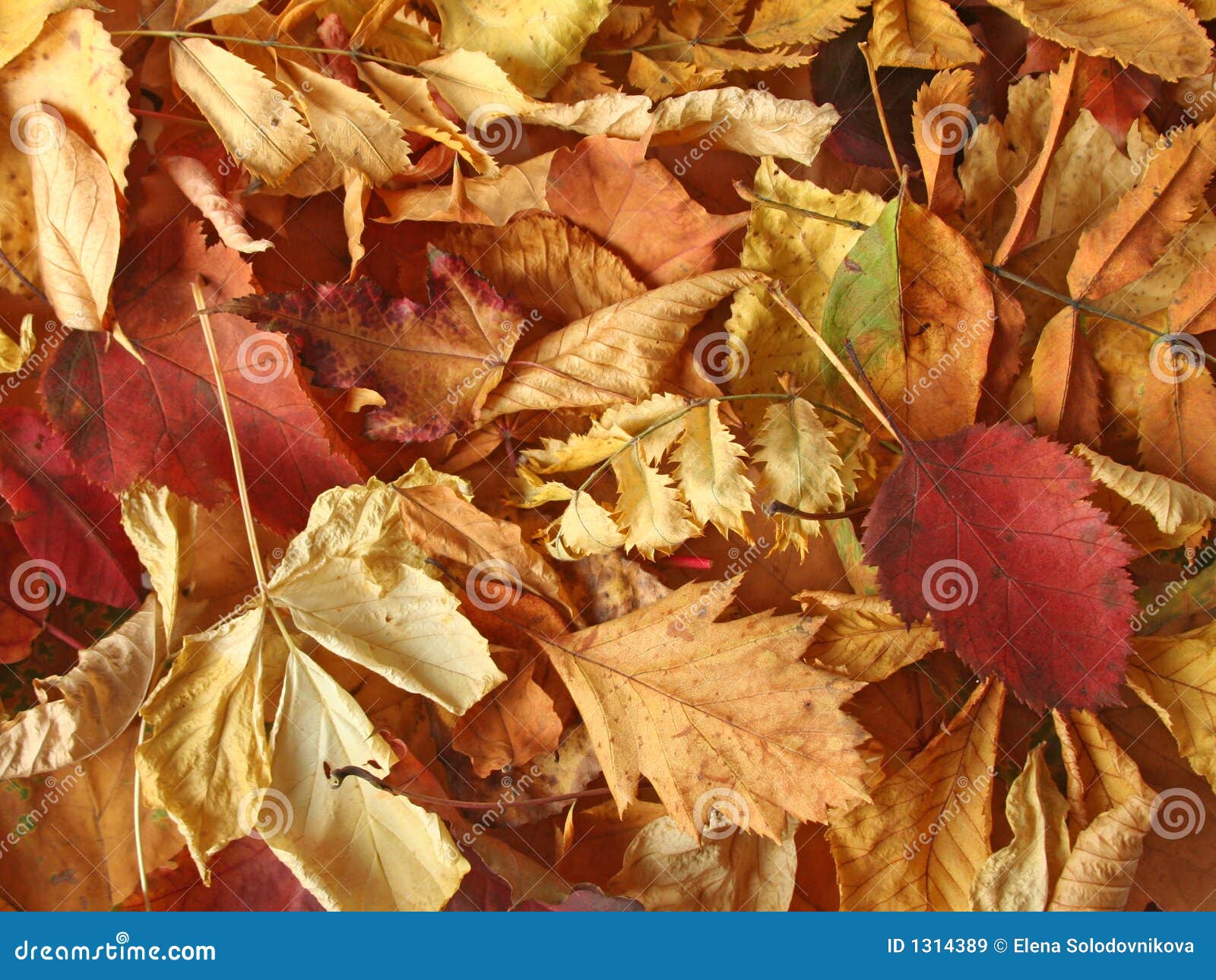 A pile of dry leaves. stock image. Image of leaves, fade - 1314389 A pile of dry leaves. stock image. Image of leaves, fade - 1314389