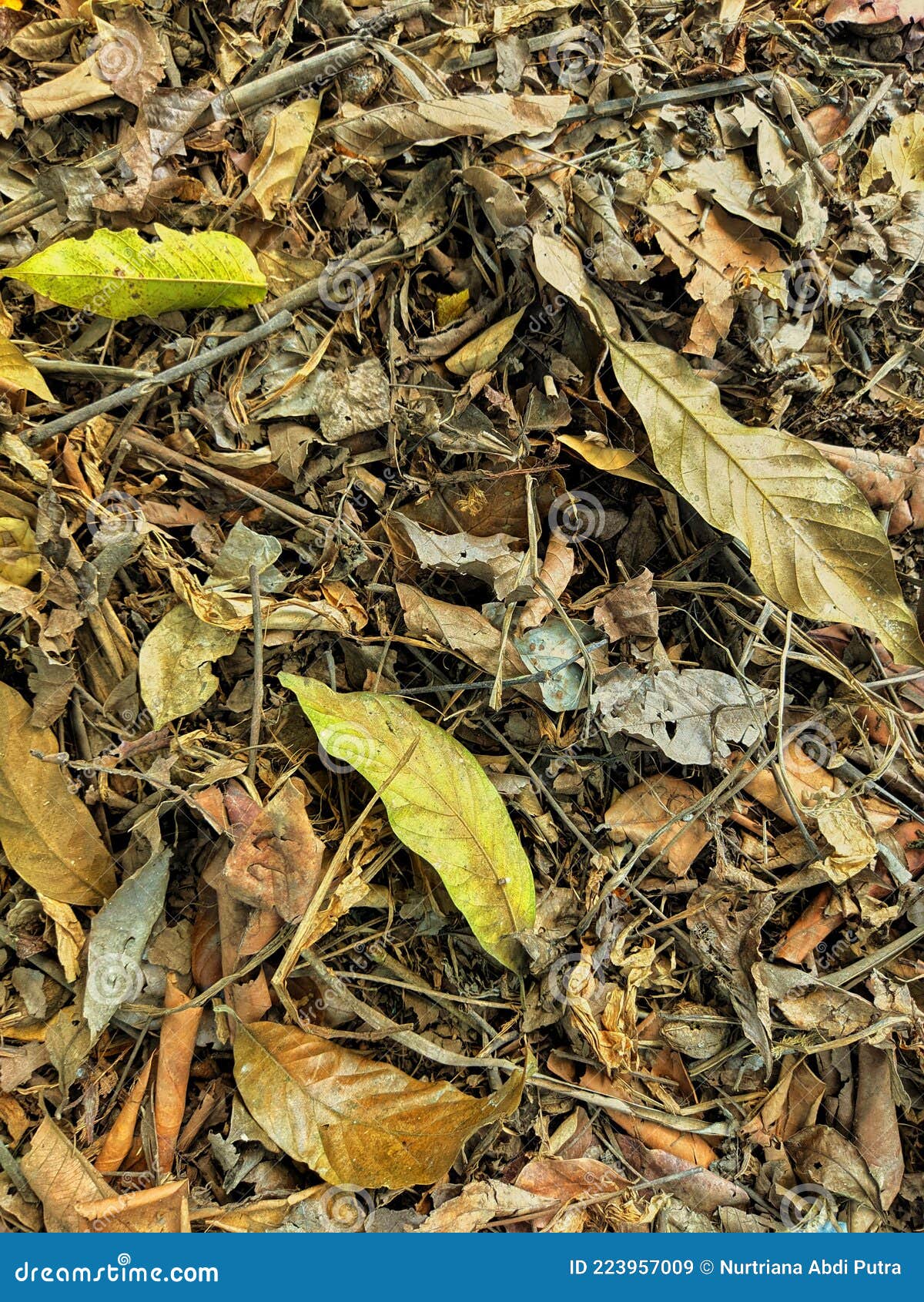 Pile of dry leaves stock image. Image of yellow, background - 223957009