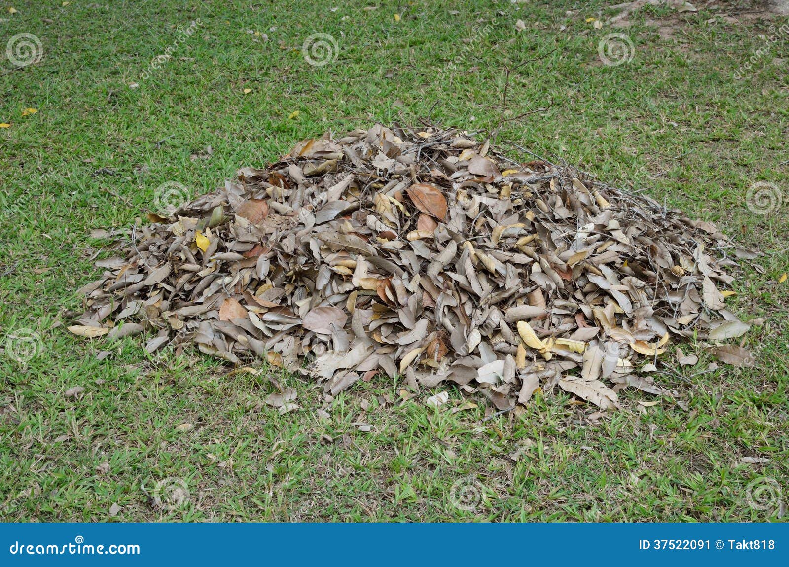 Pile of dry leaves stock image. Image of fall, brown - 37522091