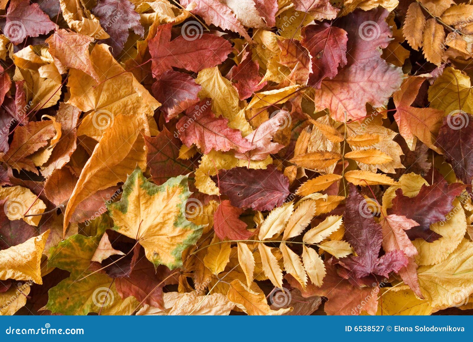 A pile of dry leaves. stock image. Image of organic, november - 6538527 A pile of dry leaves. stock image. Image of organic, november - 6538527