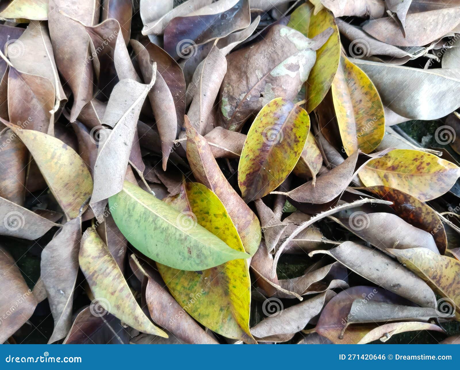 Pile of Dry Leaves on the Ground Stock Photo - Image of plant, flower ... Pile of Dry Leaves on the Ground Stock Photo - Image of plant, flower ...