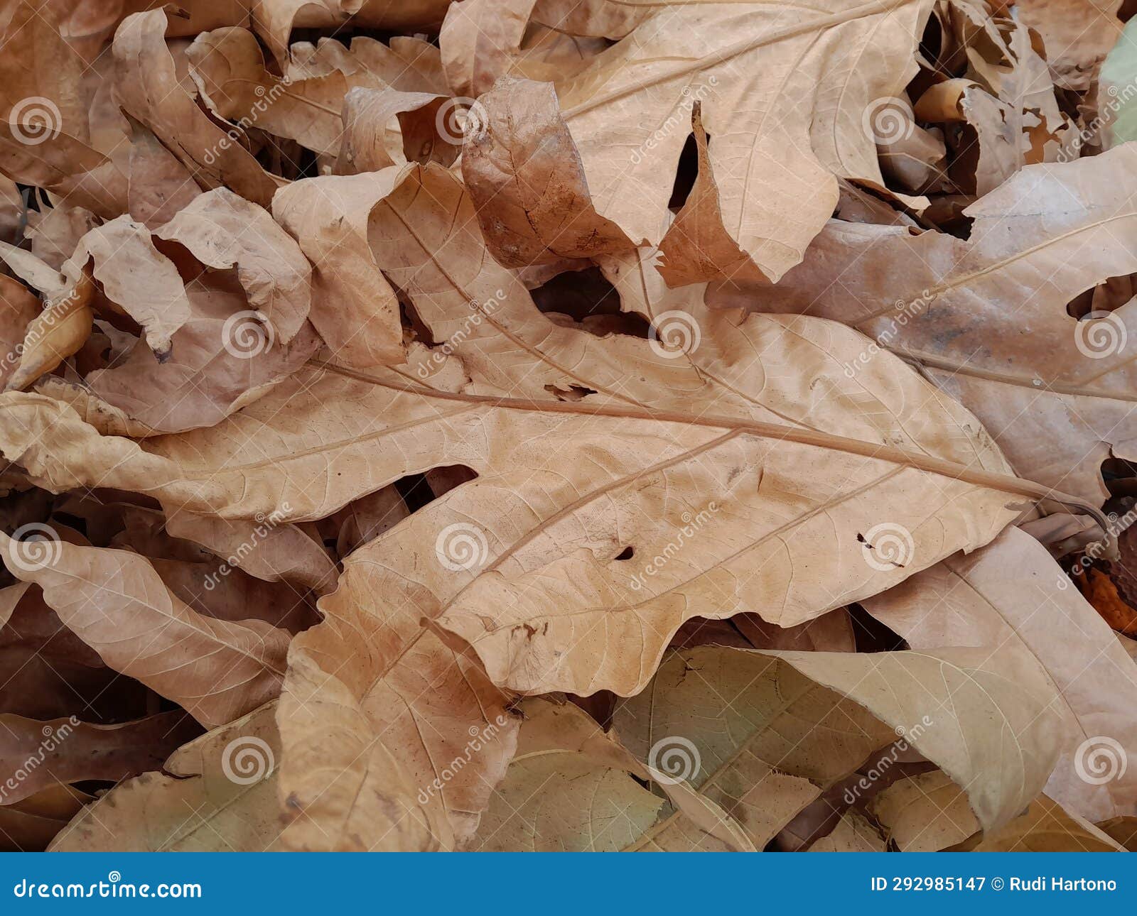 Pile of Dry Leaves in the Dry Season Stock Image - Image of pile ... Pile of Dry Leaves in the Dry Season Stock Image - Image of pile ...