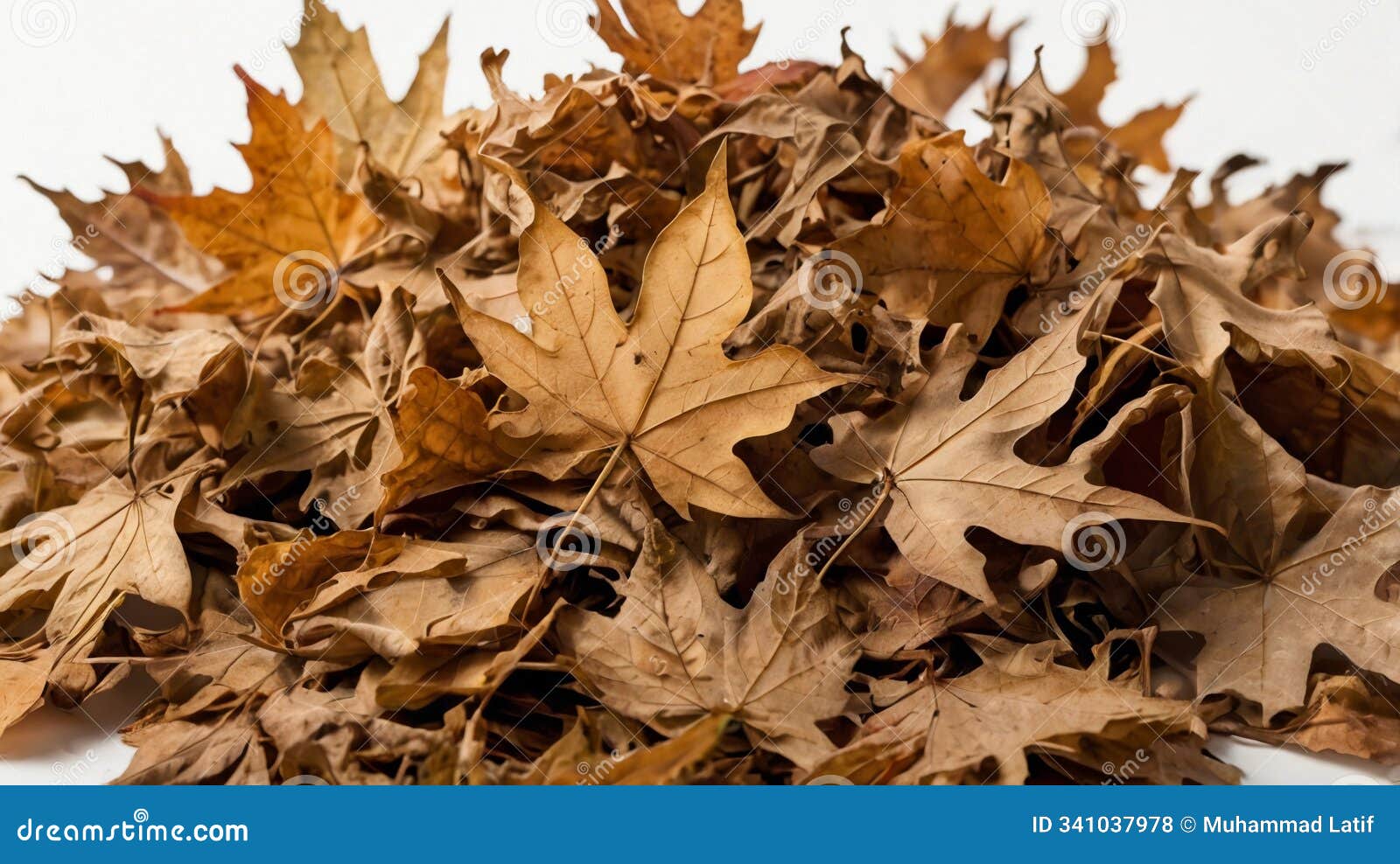 Pile of Dry Maple Leaves Isolated White Stock Illustration ...