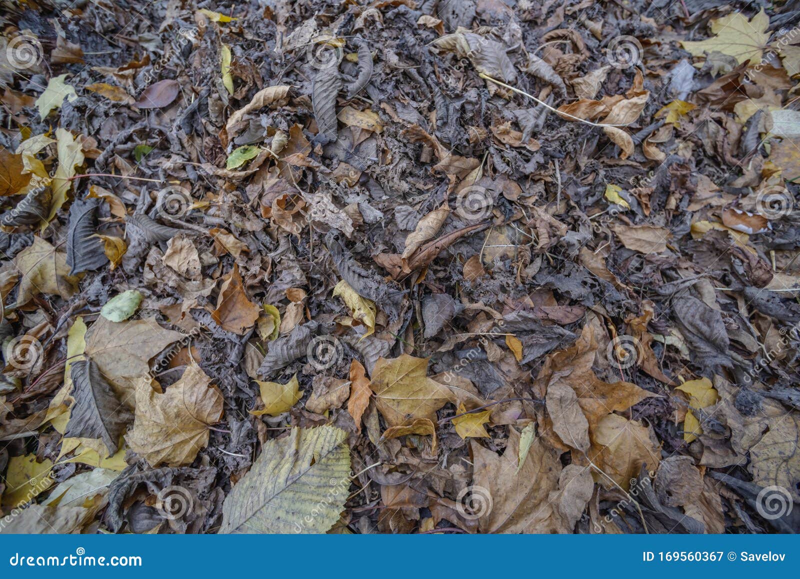 A pile of dry old leaves stock image. Image of foliage - 169560367