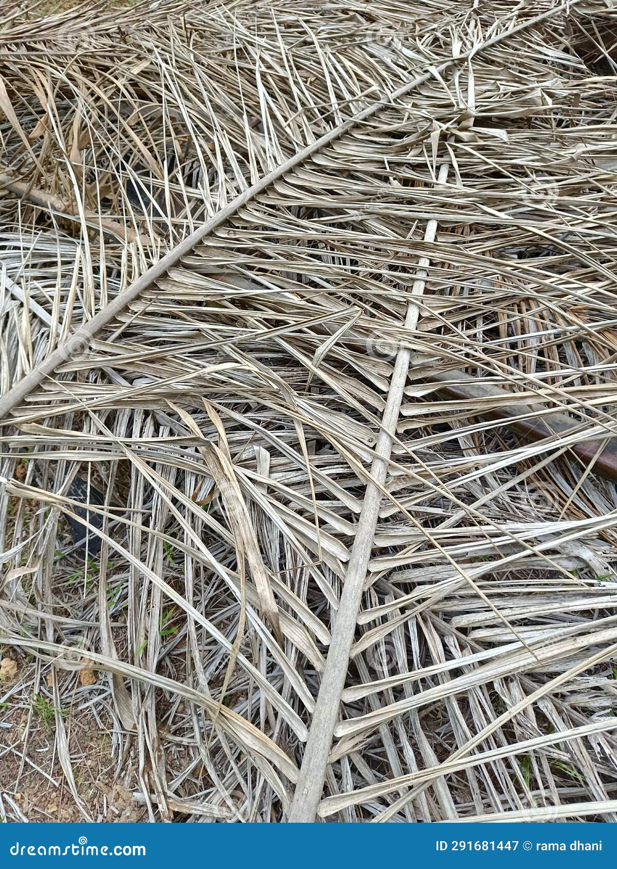 Pile of Dry Palm Tree Fronds Stock Image - Image of palm, tree: 291681447