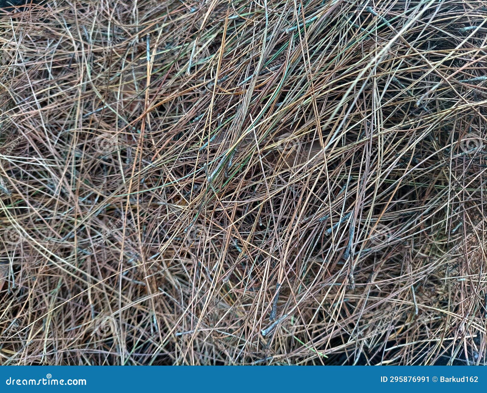A Pile of Dry Pine Tree Branches Scattered Around Stock Image - Image ...