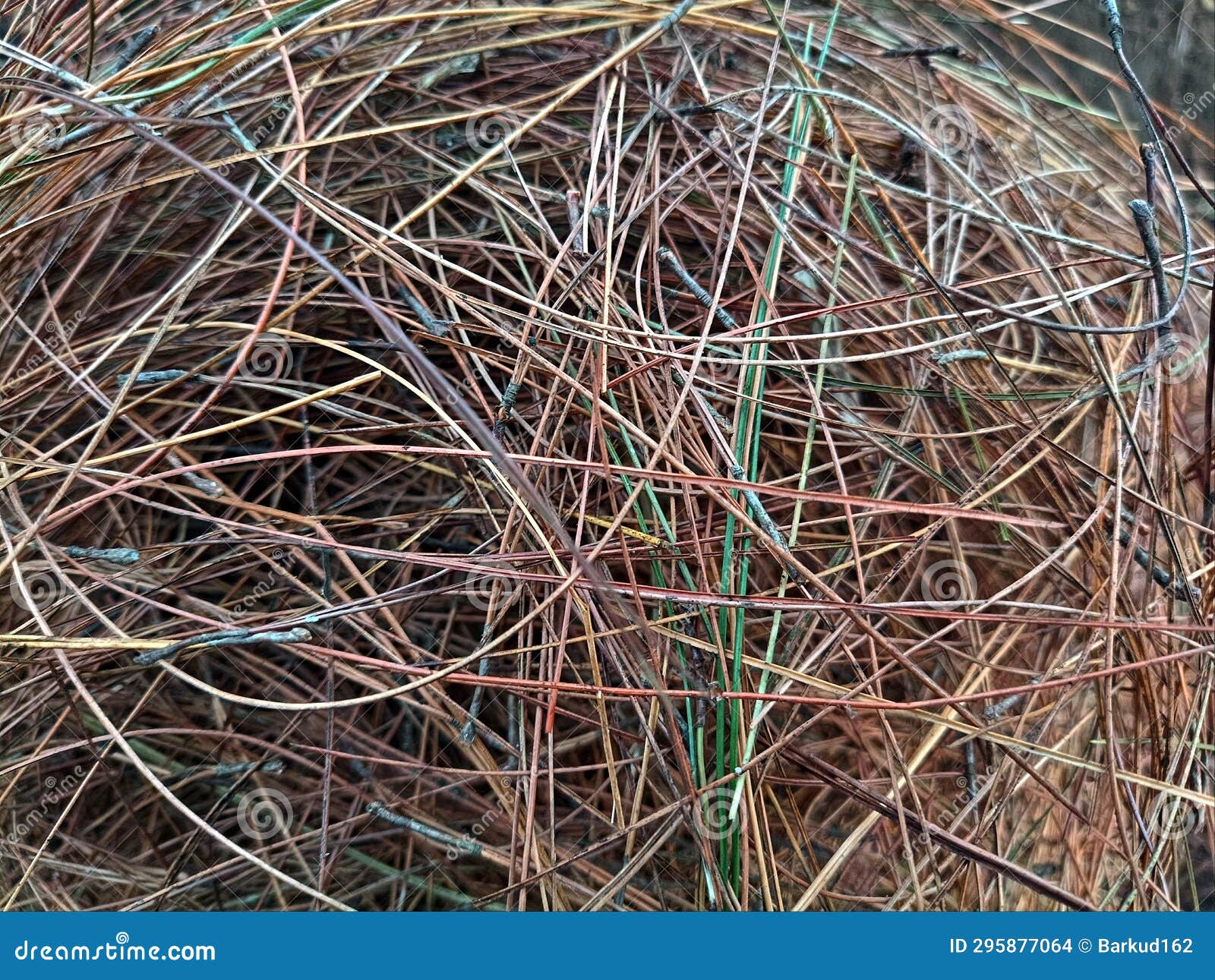 A Pile of Dry Pine Tree Branches Scattered Around Stock Photo - Image ...