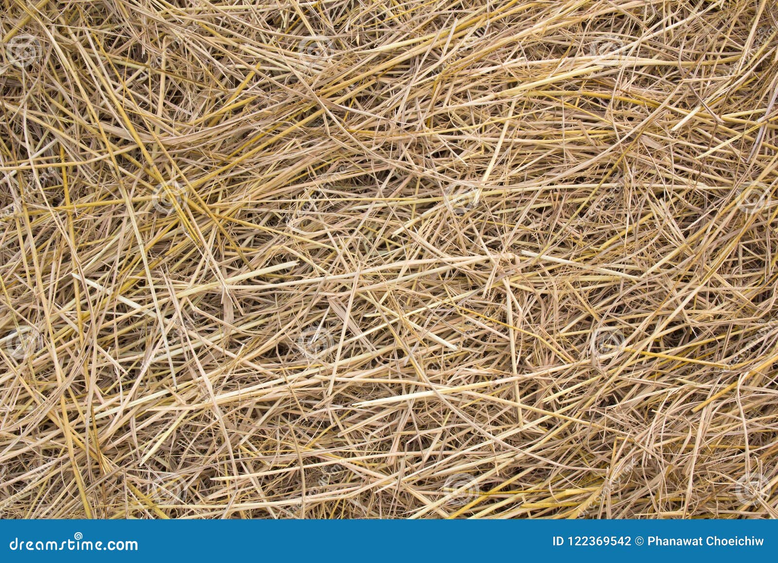 Pile of Dry Rice Chaff Pattern Texture and Background. Stock Photo ...