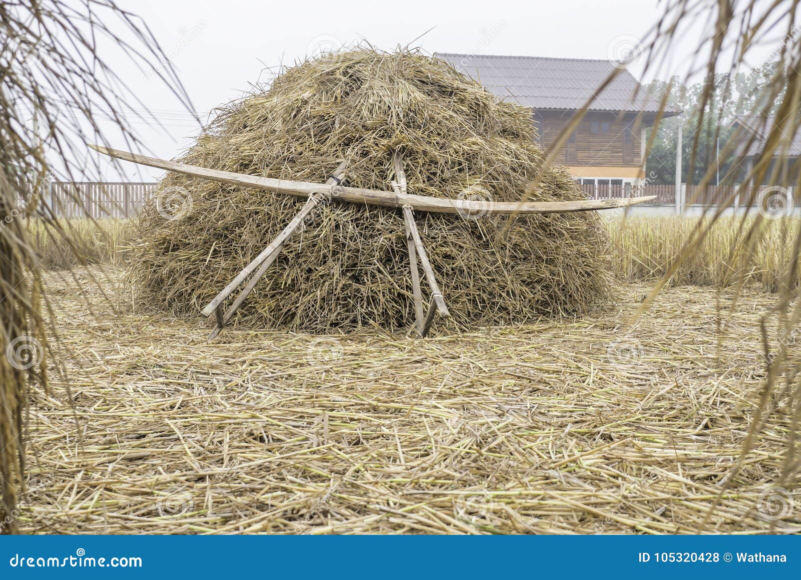 Pile Of Dry Rice Straw And Local Wood Tool Shine Up Before Process For ...