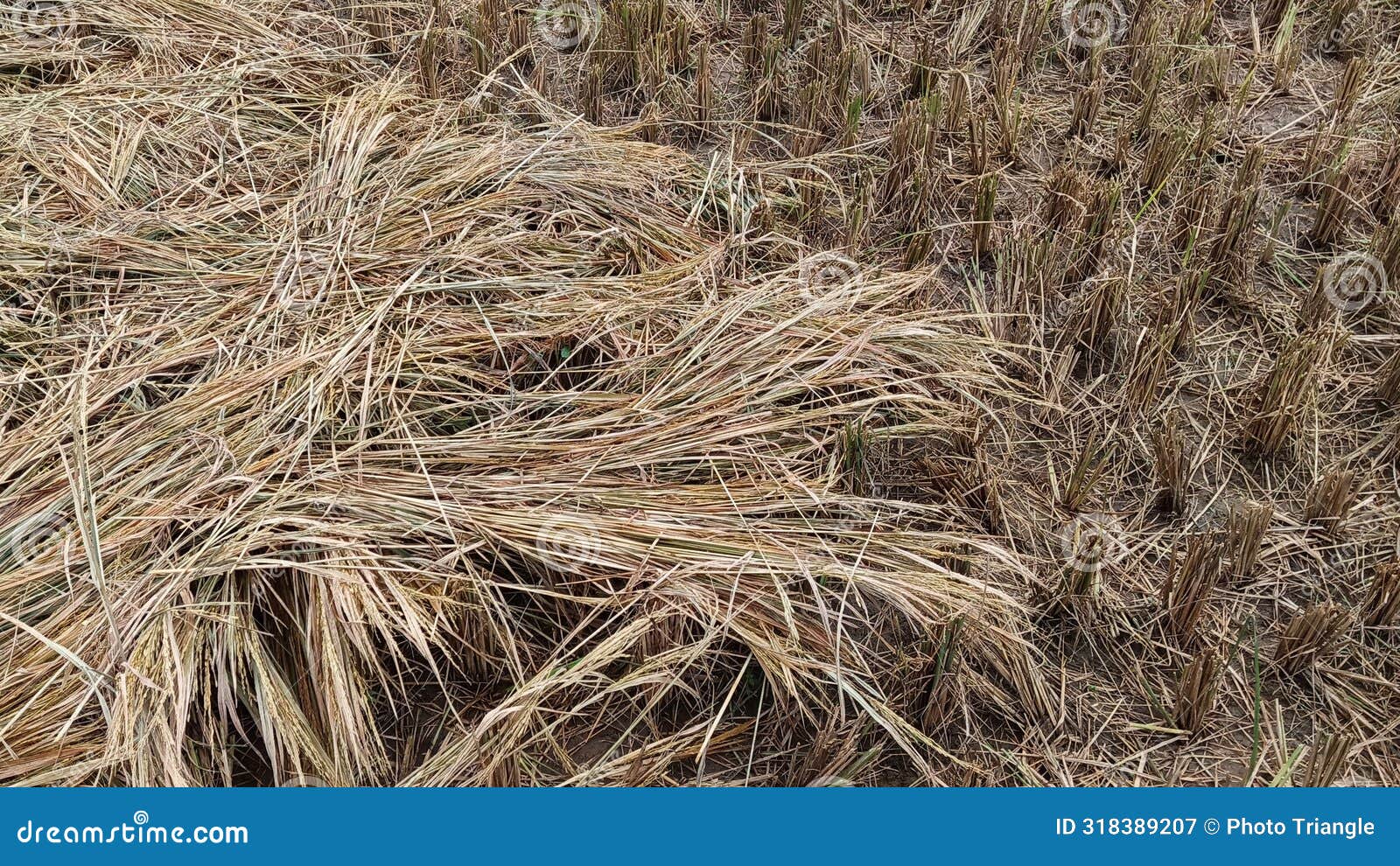 Pile of Dry Straw on Rice Field Stock Image - Image of textured ...