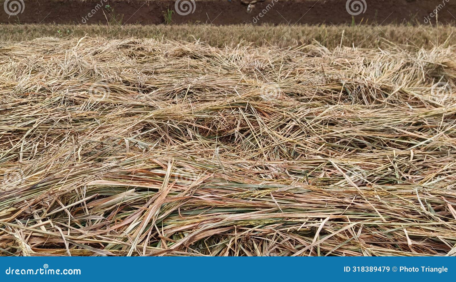 Pile of Dry Straw on Rice Field Stock Image - Image of crop, textured ...