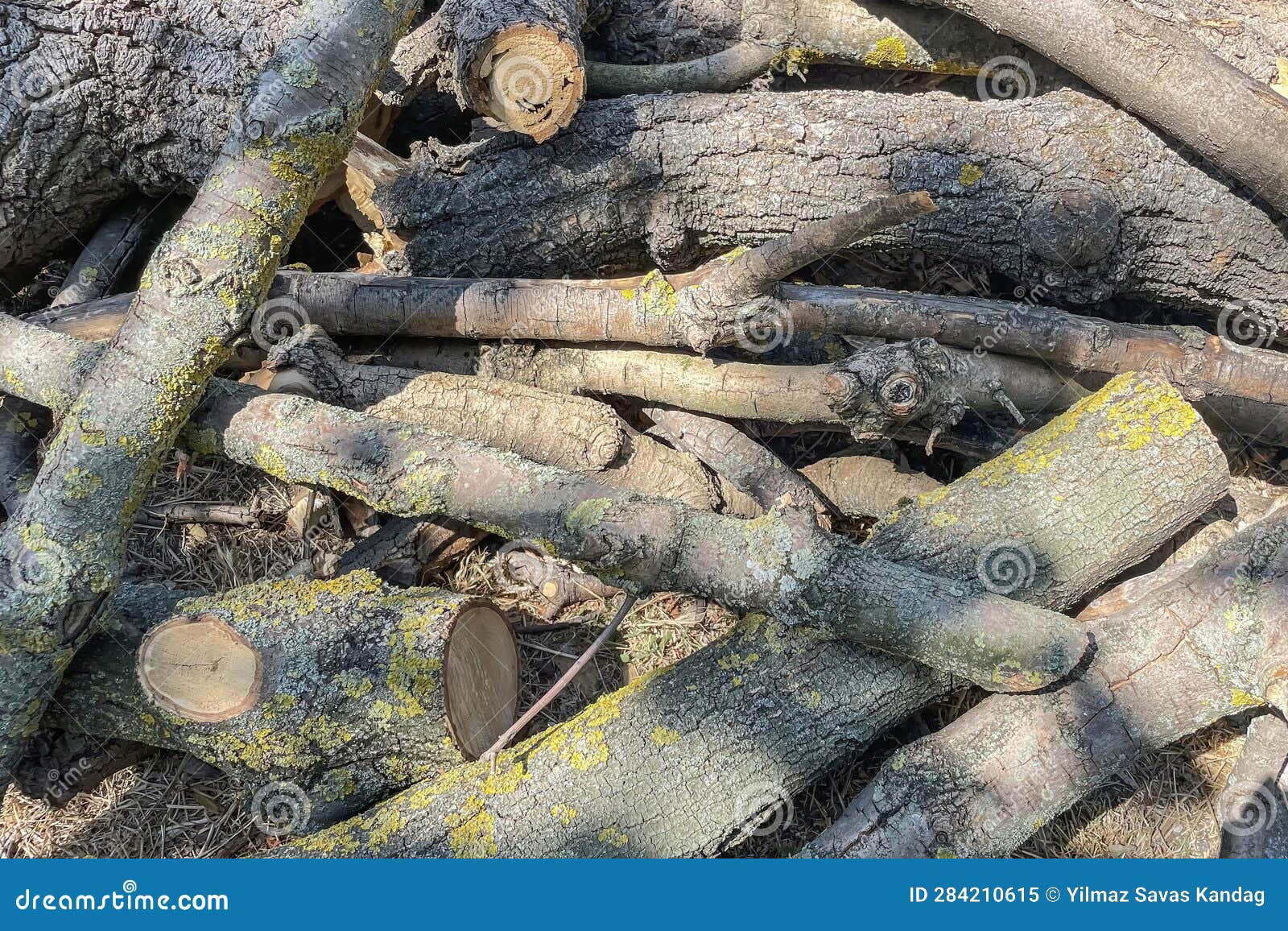 Pile of Dry Tree Trunks in the Forest. Stock Image - Image of iron ...