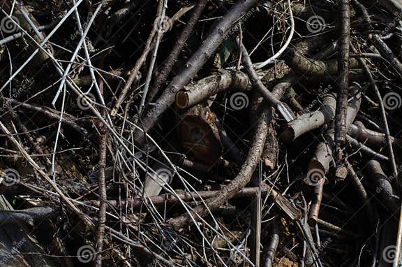 Pile of Dry Twigs. Cut Branches and Sticks Stock Image - Image of twigs ... Pile of Dry Twigs. Cut Branches and Sticks Stock Image - Image of twigs ...