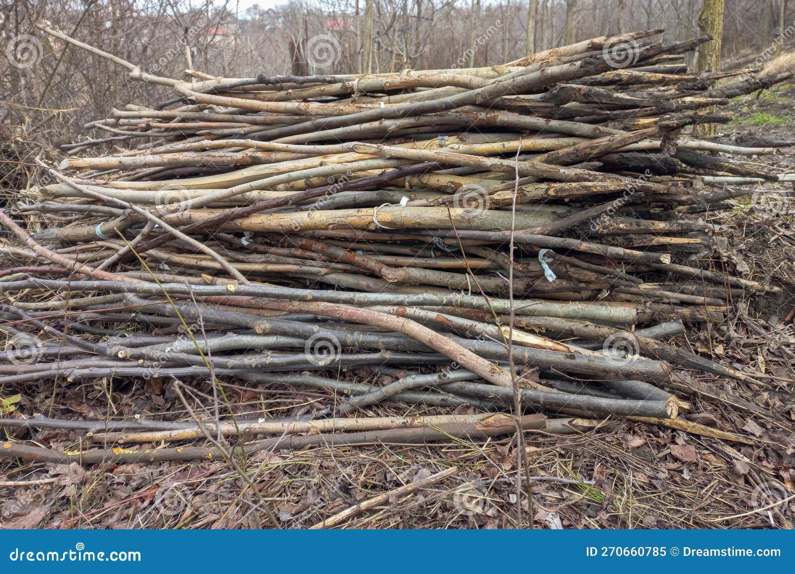 Pile of Dry Twigs for Firewood in the Forest Stock Image - Image of ... Pile of Dry Twigs for Firewood in the Forest Stock Image - Image of ...