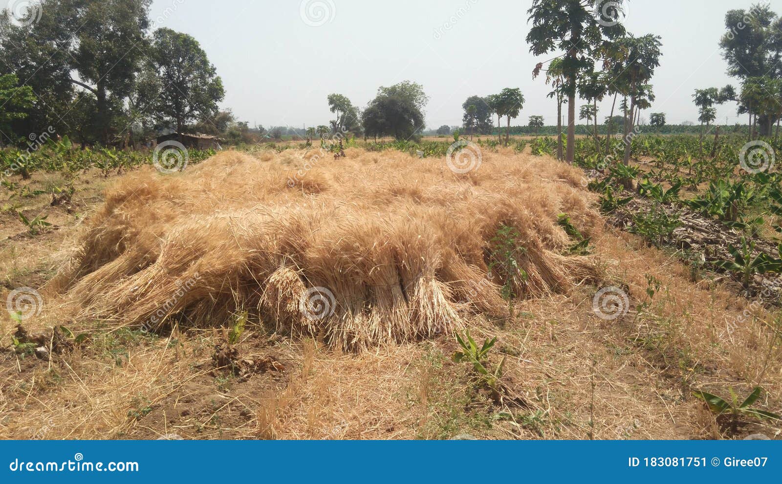 Pile of Dry Wheat Straw in the Field Stock Image - Image of golden ...