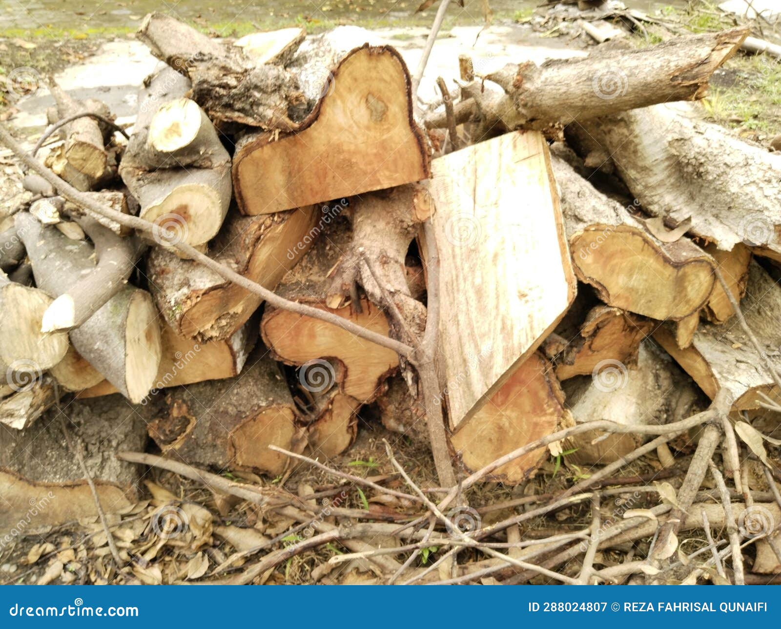 Pile of Dry Wood that Has Been Felled Stock Image - Image of wood, pile ...