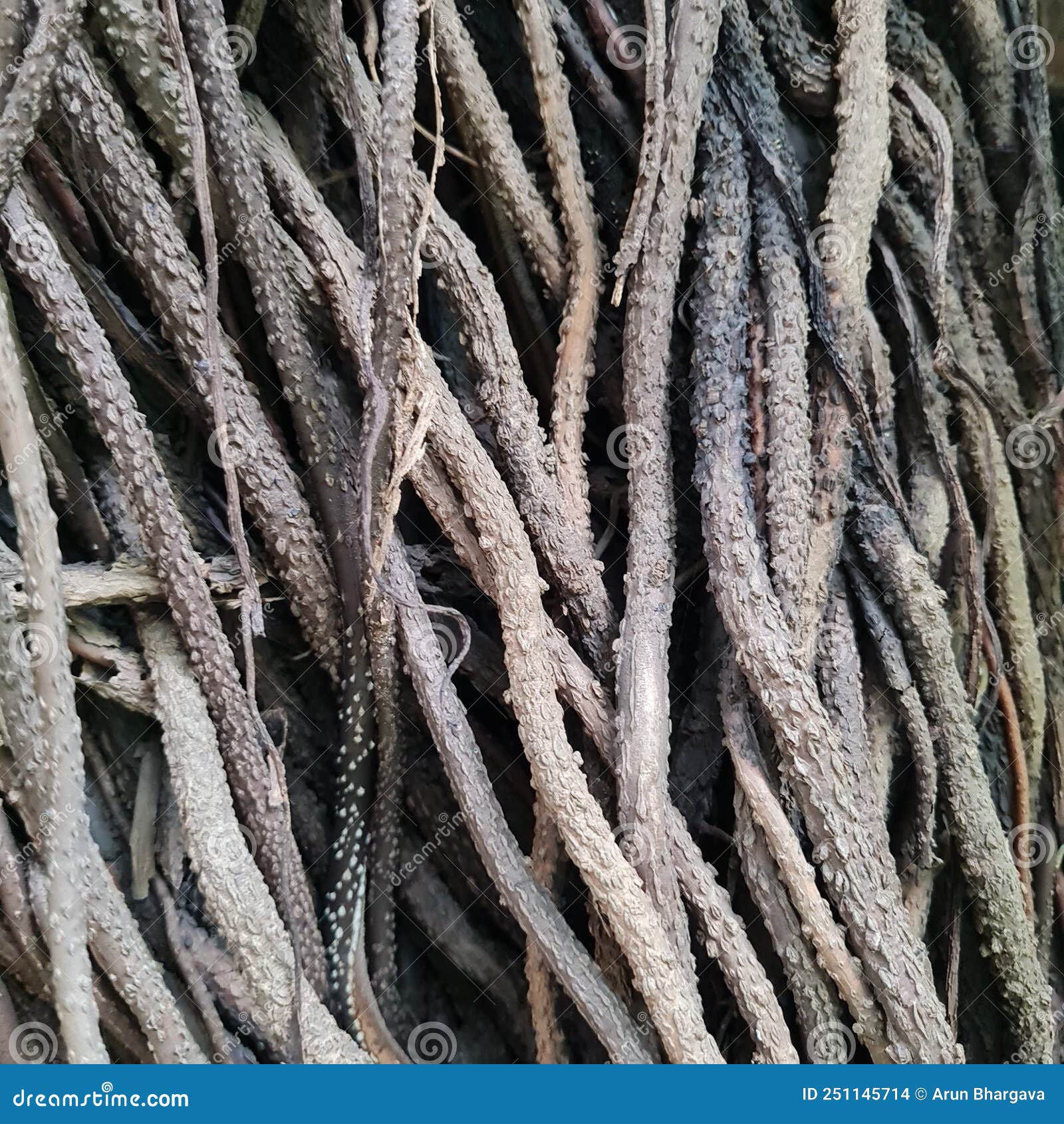 Pile of dry wooden sticks stock photo. Image of flower - 251145714