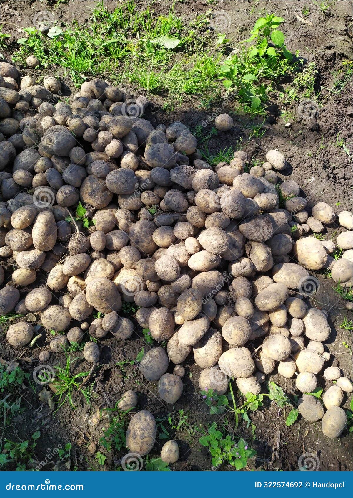 A Pile of Dug-up Potatoes Lies on the Ground Stock Photo - Image of ...