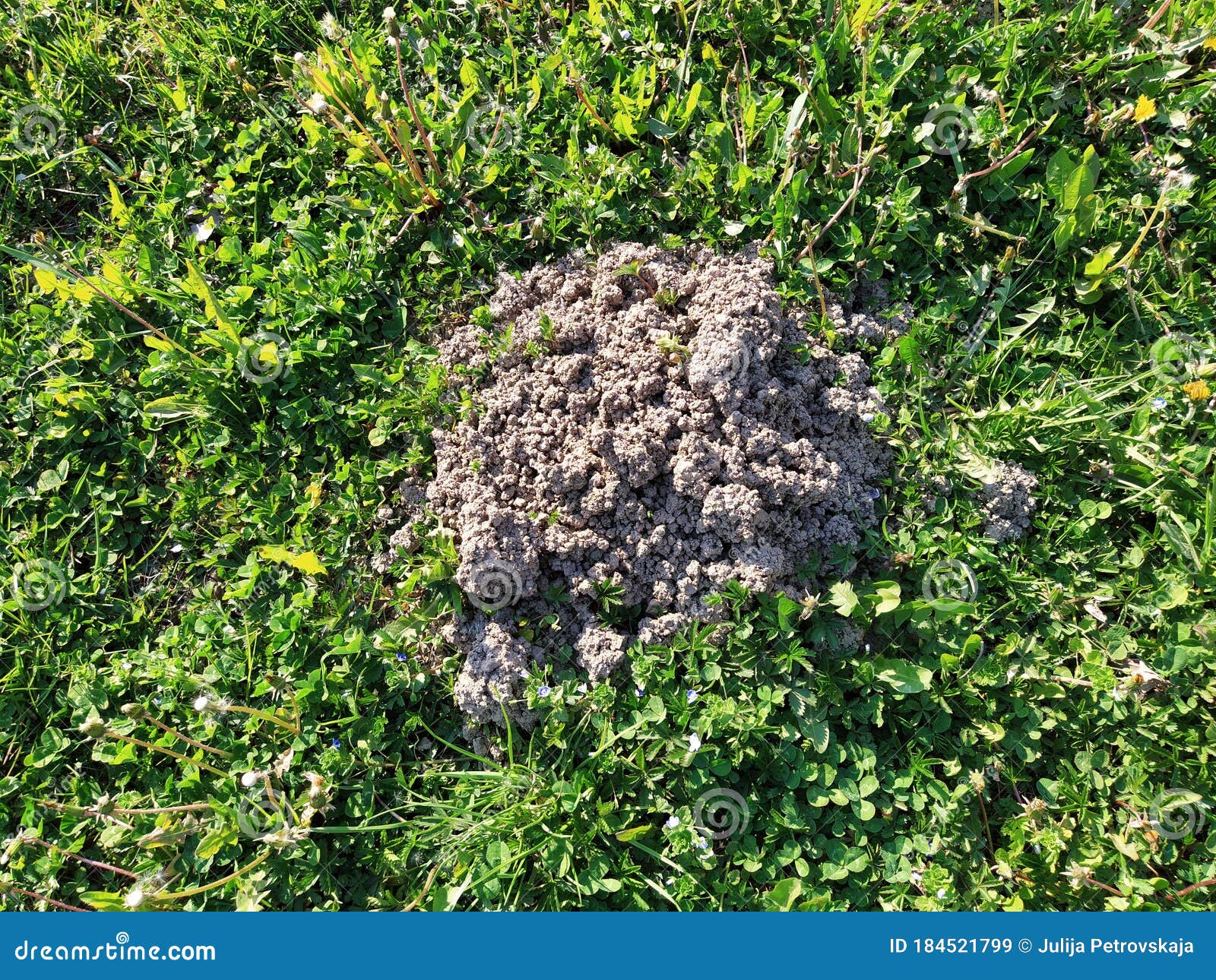A Pile of Earth Dug by a Mole. Loosened Soil. Serbia, the Work of the ...