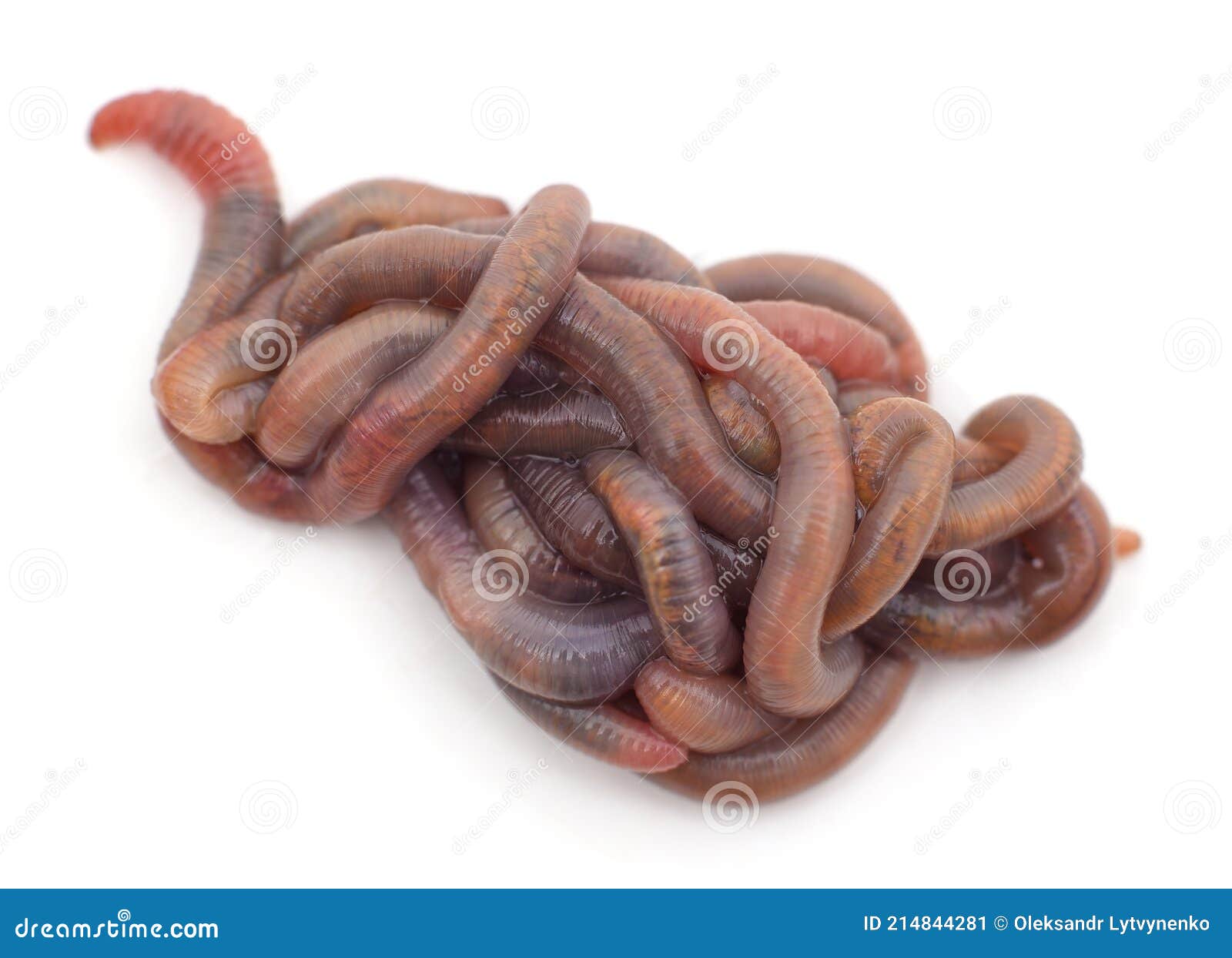 Pile of earthworms stock image. Image of nature, crawling - 214844281